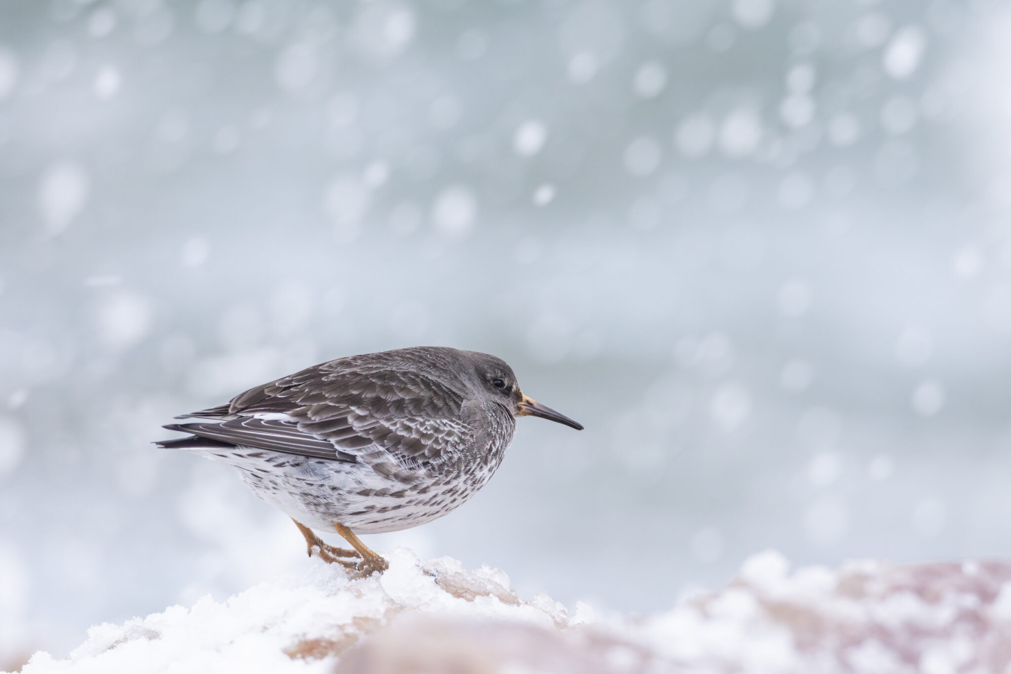 Top 30 Arctic Birds: Discover Facts, Habitats & Conservation