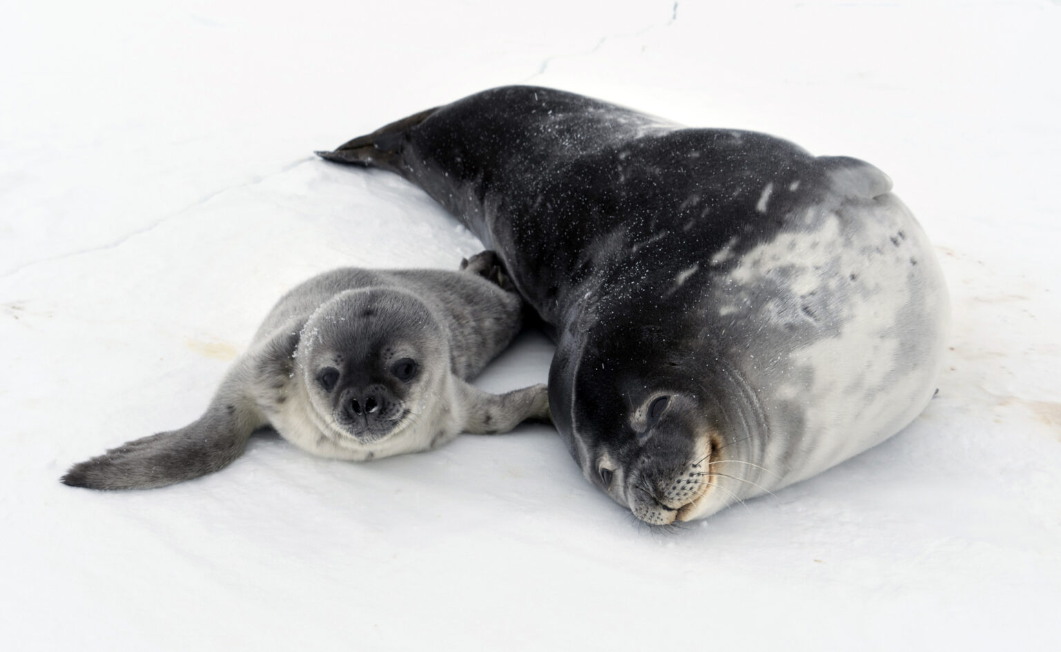 Arctic Animals | Travellers Guide To Wildlife Of The Arctic
