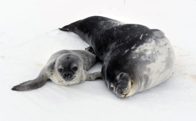 Arctic Animals | Travellers Guide To Wildlife Of The Arctic