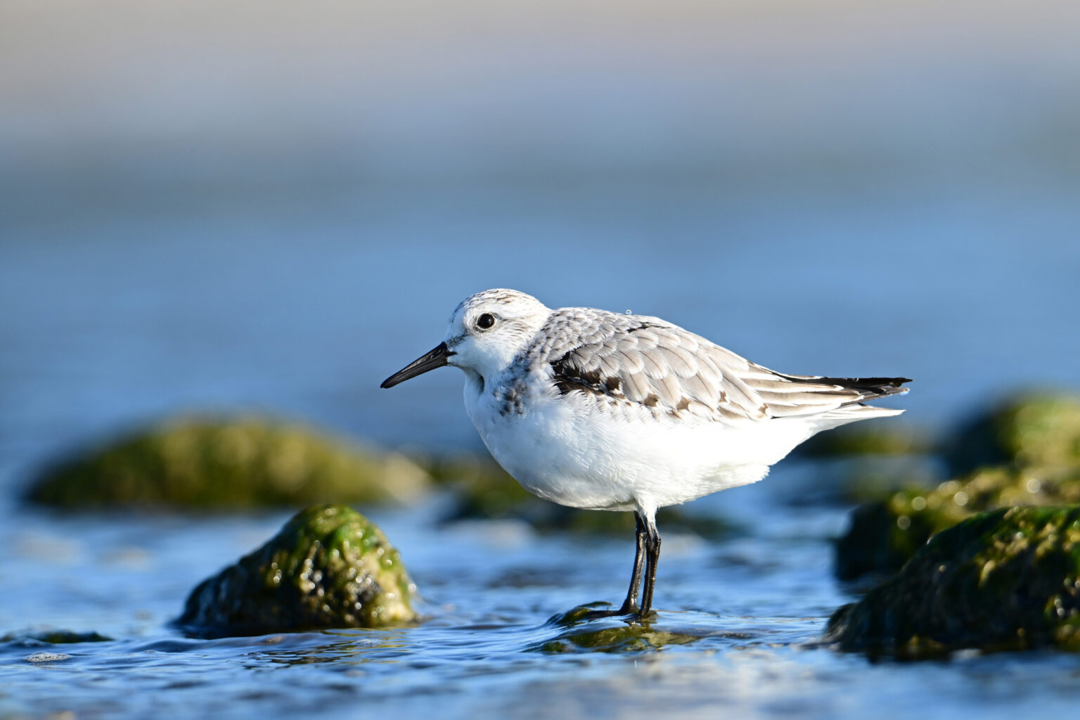Top 30 Arctic Birds: Discover Facts, Habitats & Conservation