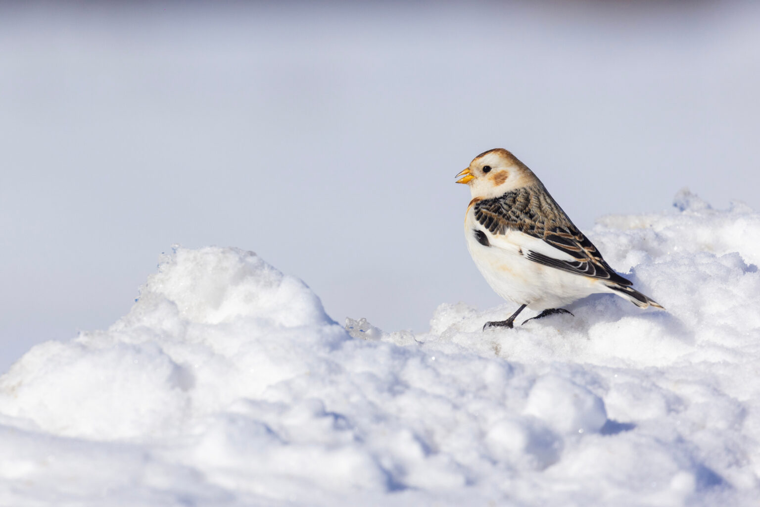Top 30 Arctic Birds: Discover Facts, Habitats & Conservation