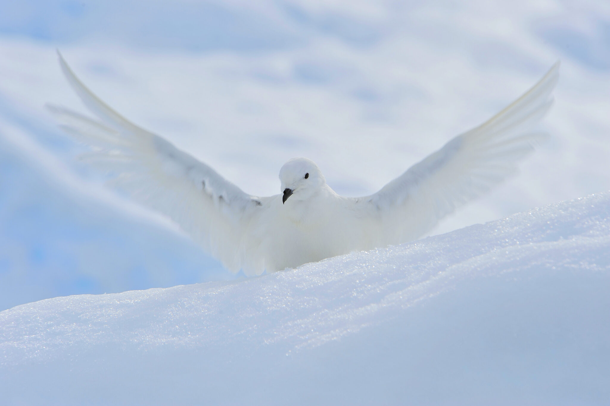 Antarctica Birds | Top 30 Species You Can See On A Cruise