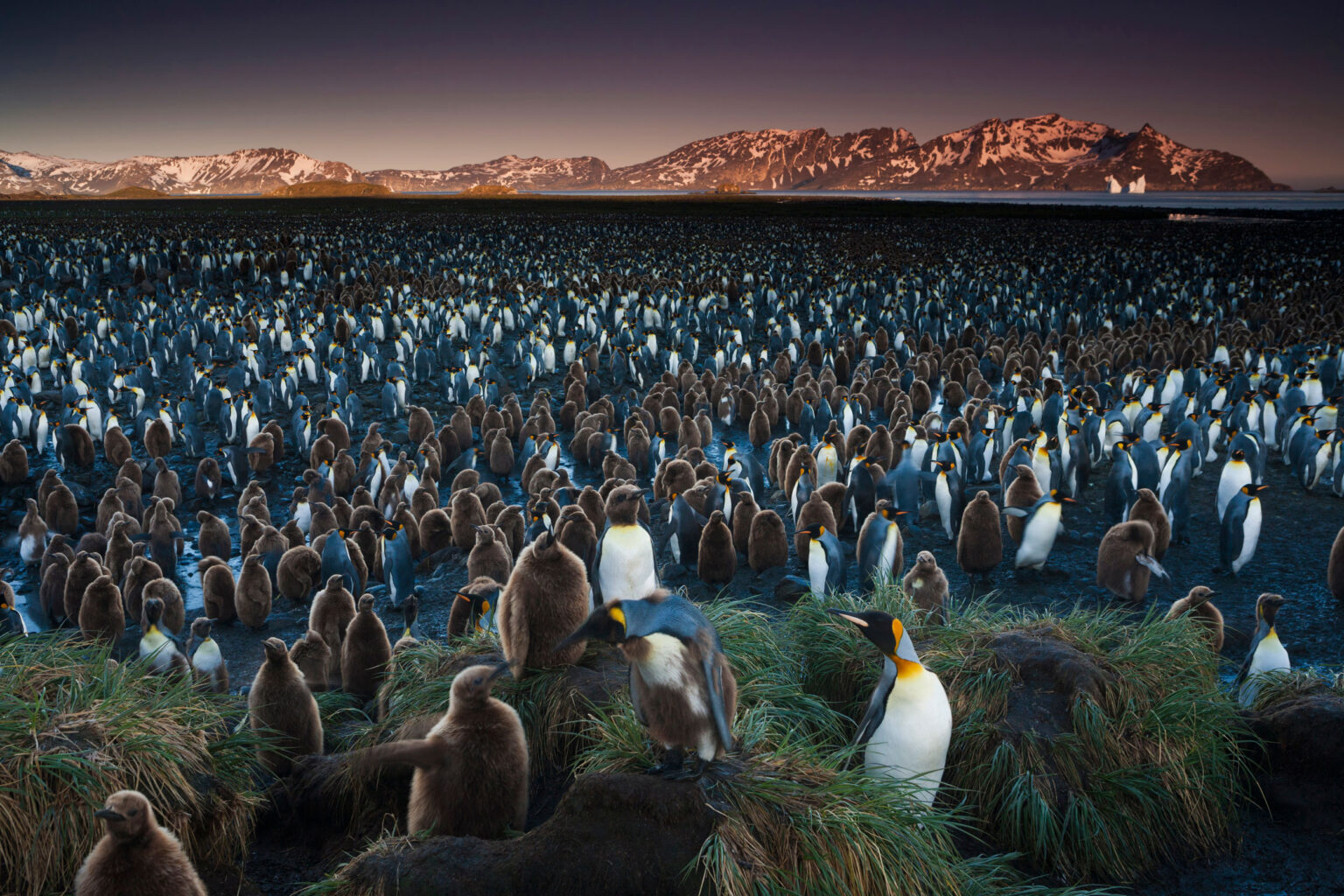 How to Visit South Georgia Island | Ultimate Travel Guide