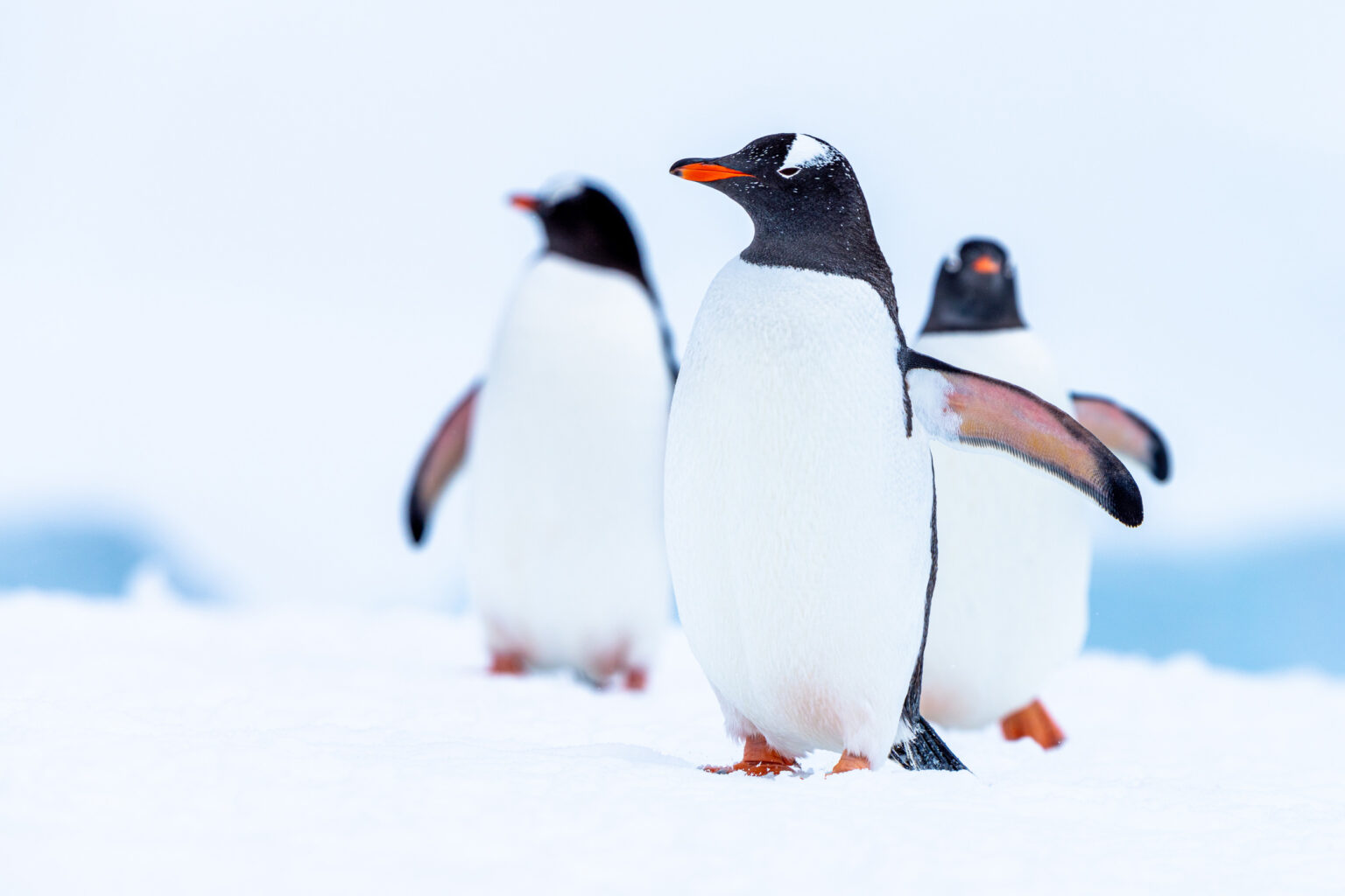 Antarctica Penguins | How to See the 8 Penguin Species
