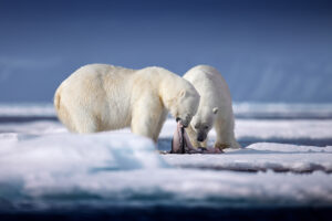 Arctic Animals | Travellers Guide To Wildlife Of The Arctic