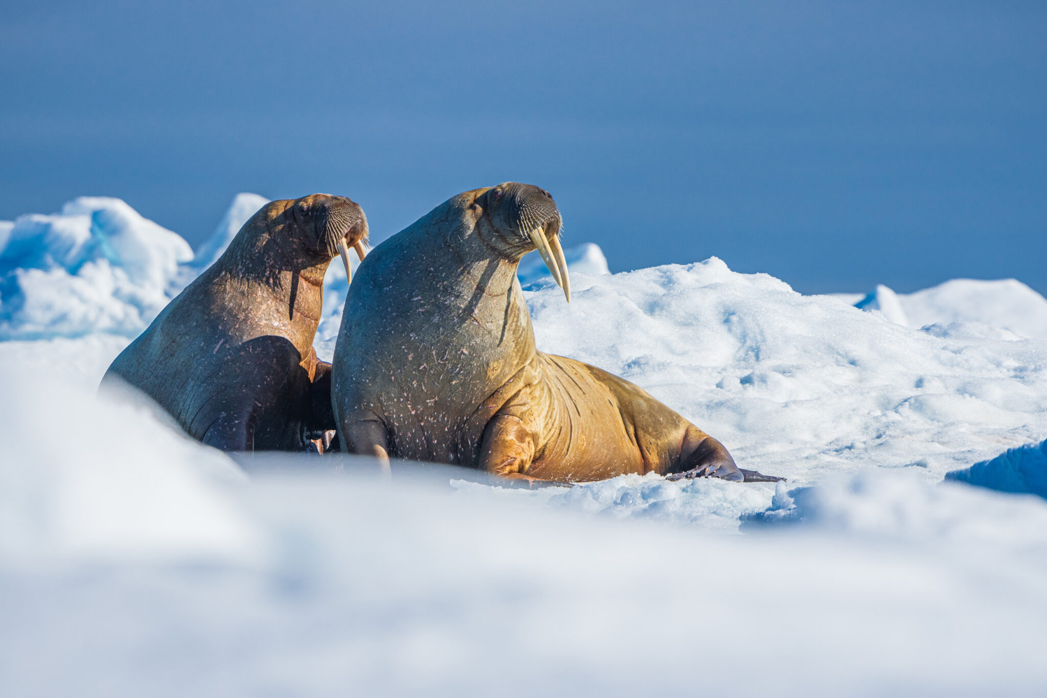 Arctic Animals | Travellers Guide To Wildlife Of The Arctic