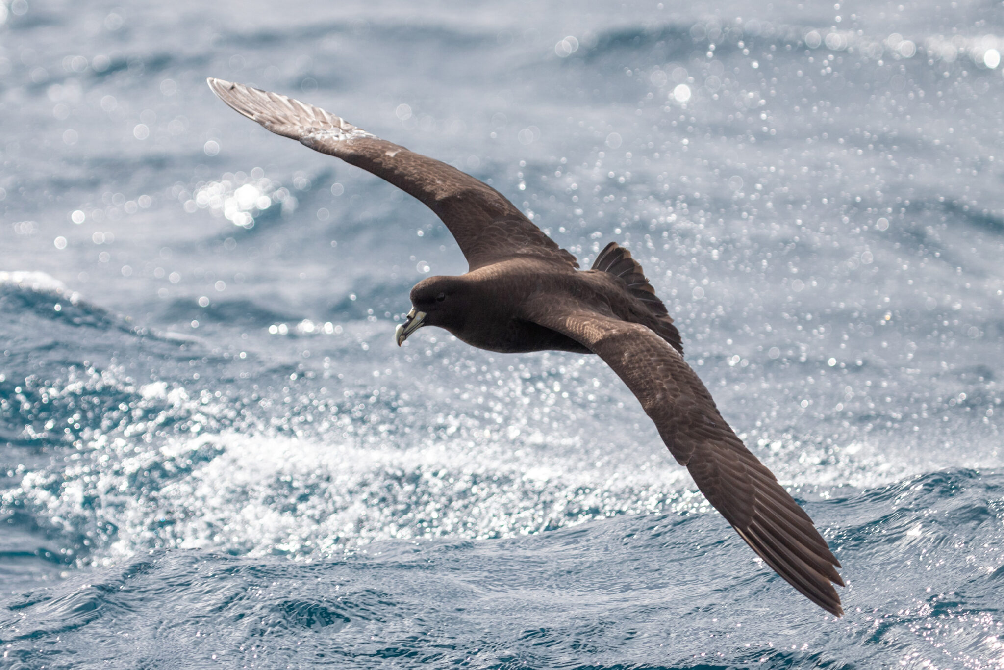 Antarctica Birds | Top 30 Species You Can See On A Cruise